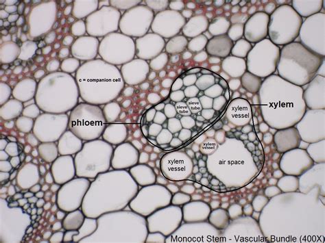 Monocot Stem Model