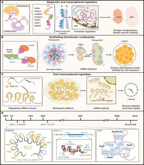 Small And Long Non Coding Rnas Past Present And Future Cell