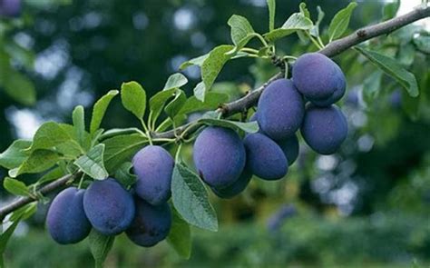 Сливата се отглежда във всички райони Български Фермер