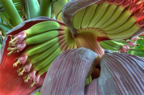 Healing Benefits Of The Banana Flower