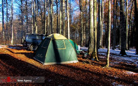 تک عکس کمپ جنگلی ارتفاعات لاویج