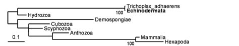 Figure S6 Phylogeny Of The Pax Gene Download Scientific Diagram
