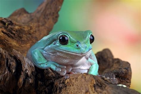 Premium Photo Litoria Caerulea Tree Frog On Leaves Dumpy Frog On Branch