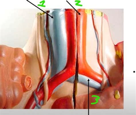 Bio Female Reproductive Model Flashcards Quizlet