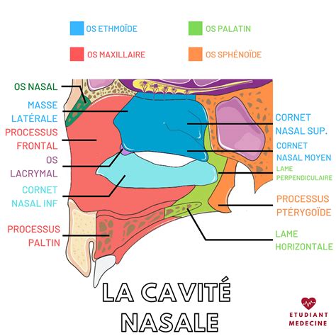La Cavité Nasale
