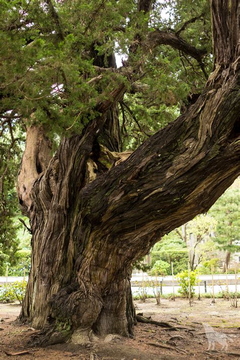 建長寺のビャクシン 湘南コタさんぽ