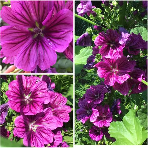 1000 Mallow Malope Seeds For Planting Mallow Malope