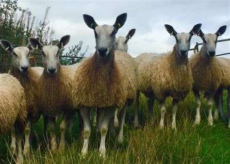 Bluefaced Leicester Heritage Sheep Reproduction