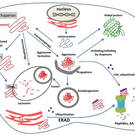 Macroautophagy Is A Multistep Process Initiation Elongation Download Scientific Diagram