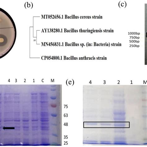 Protease Assay And Phylogenetic Tree A Protease Activity Assay By