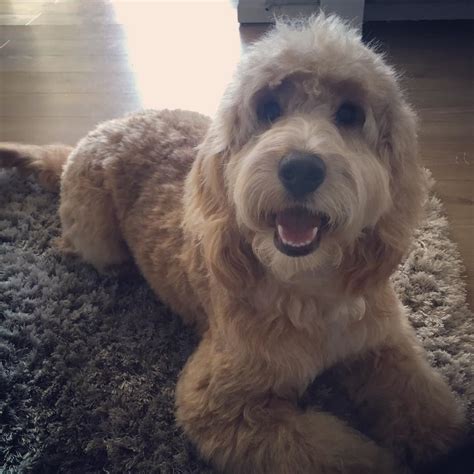 Cockapoo Grooming Cockapoo For Life