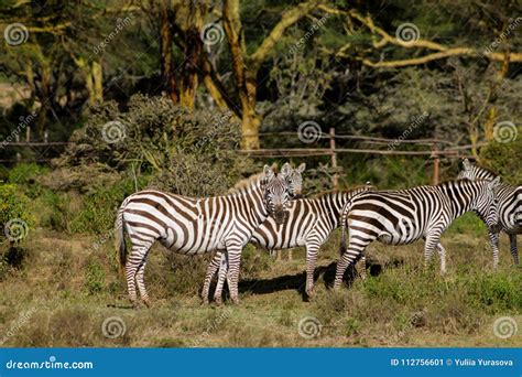 Zebra In African Safari Game Reserve Stock Image Image Of Natural