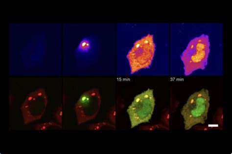 Alice Y Ting Wu Tsai Neurosciences Institute