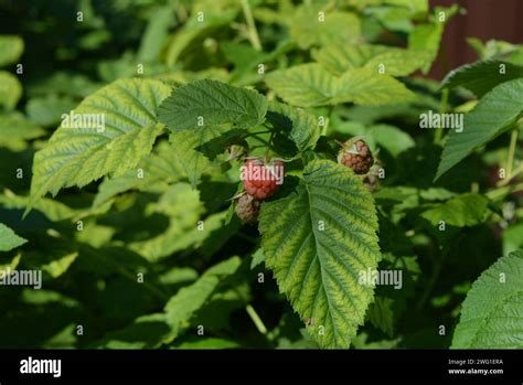 A Home Vegetable Garden A Domestic Raspberry Patch Large Raspberry Bushes With Red Berries In