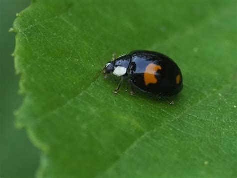 里山初夏の虫たち3 テントウムシ2