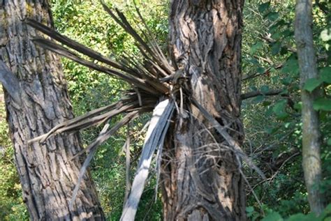 It Looks Like The Tree Exploded Tree Outdoor Pictures Outdoor