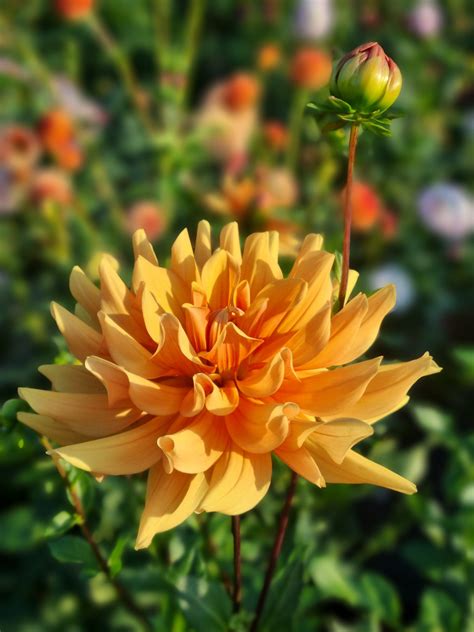 Andrew Charles Julias Dahlias