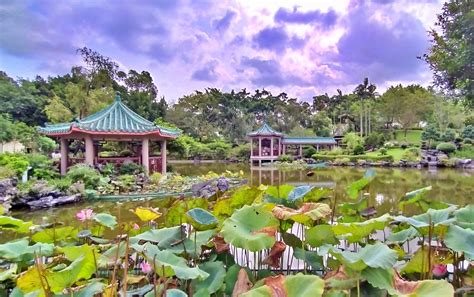 2020年粉嶺康樂公園Fanling Hong Lok Park 觀賞荷花