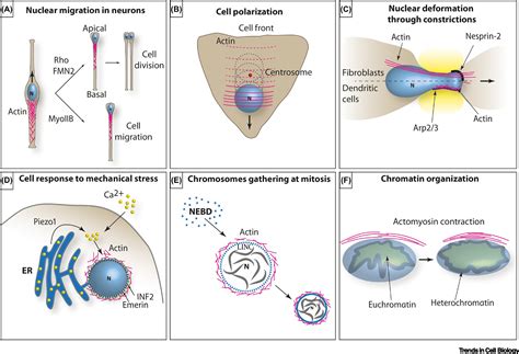 Actin On And Around The Nucleus Trends In Cell Biology