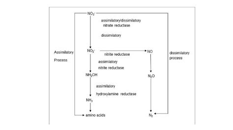 Nitrate Reduction Ppt