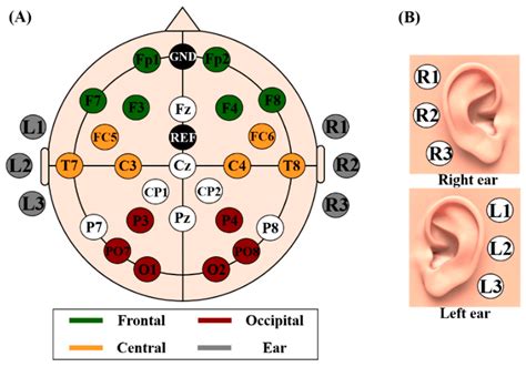 Eeg Electrode Placement Map At William Jennings Blog