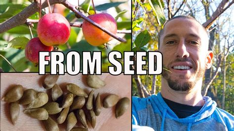 How To Grow An Apple Tree From SEED To FRUIT In 3 YEARS YouTube