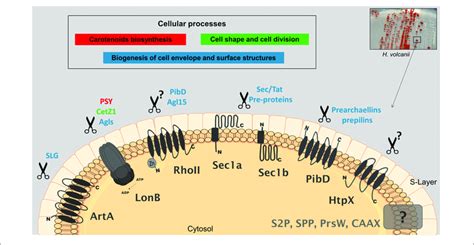 Cellular Processes And Potential Targets Of Membrane Localized