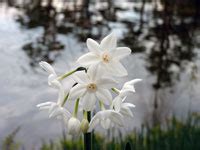 花の写真素材フリー