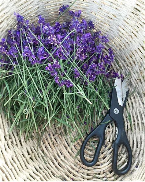 Эфирное масло лаванды фирмы doTerra