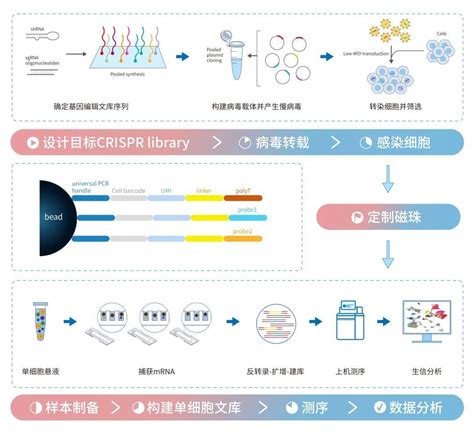 知识大融通 新格元单细胞crispr解决方案震撼来袭 知乎