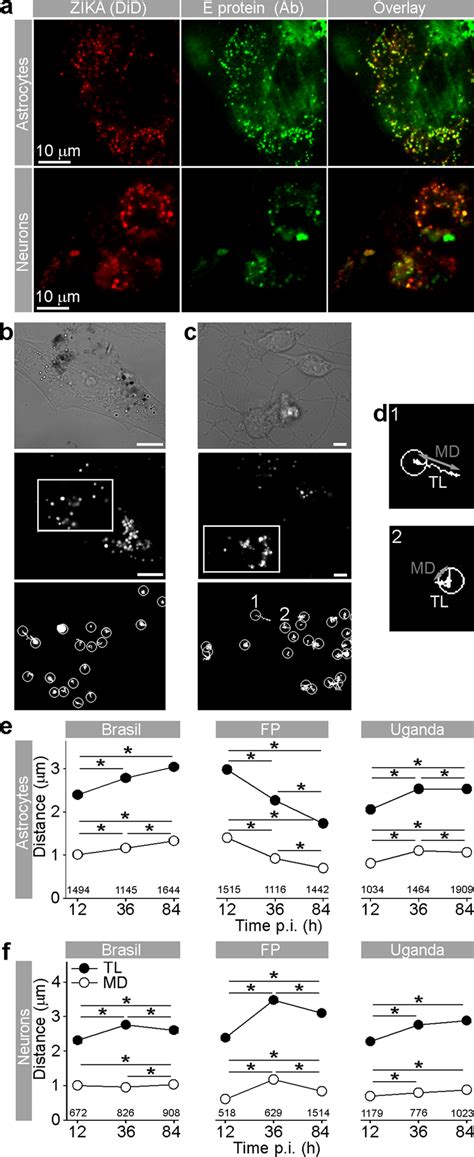 Travel Distance Of Endocytotic Zikv Laden Vesicles In Astrocytes And