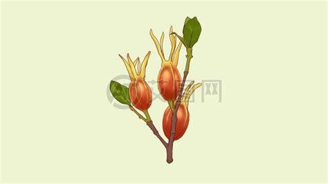 栀子图片 中药材素材图片 中药材大全 高清图片素材