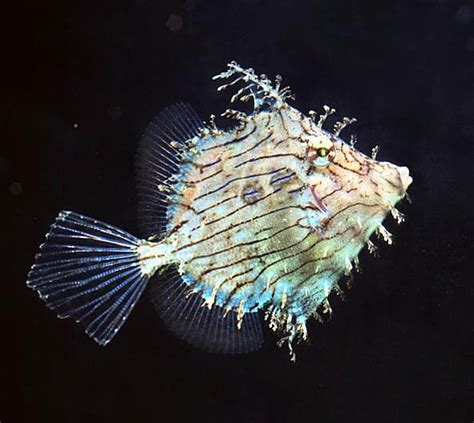 Tassle File Fish Harrys Marine Life