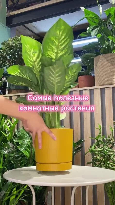 [Видео] «Домашнее комнатное растение с быстрым ростом🌿 Растения Комнатные растения Орхидея