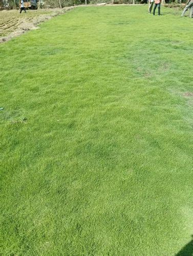 Square Korean Natural Grass At Rs 15sq Ft In Hyderabad Id 26317955133