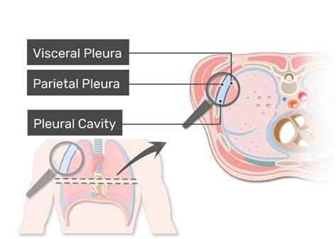 Pleural Cavity And Pleura Anatomy And Types Of Pleura Getbodysmart