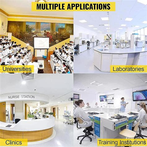 Human Brain Anatomical Model Human Brain Nerve Brainstem Structural Divisions Model Biology