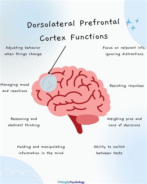 Dorsolateral Prefrontal Cortex