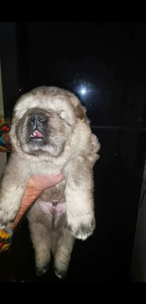 კავკასიური ნაგაზი