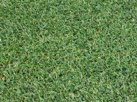 Painted Grass Augusta At Ruth Sapp Blog