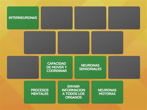 Tipos De Neuronas Parejas