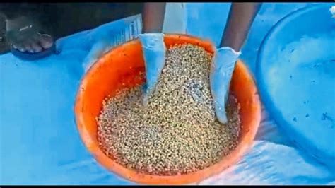 ट्रायकोडर्मा बीजप्रक्रियेचे फायदे काय आहेत What Are The Benefits Of Trichoderma Seed Treatment