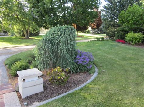 Perennial Geranium With Weeping Larch Perennial Geranium Geraniums