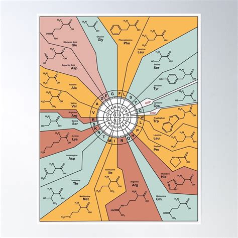 Genetic Code Diagram Poster In 2025 Coding Poster Genetics