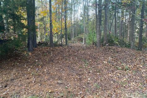 Homeowner Baffled After New Neighbors Cut Down Trees Without Permission