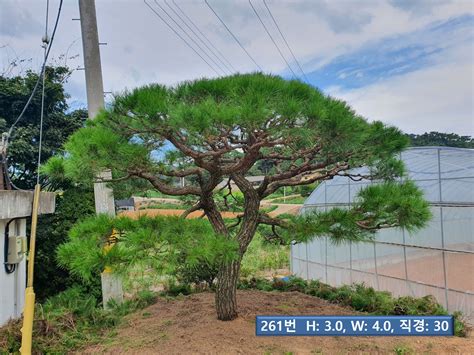 대형홍피반송소나무 성목 조형소나무 산림경영지원