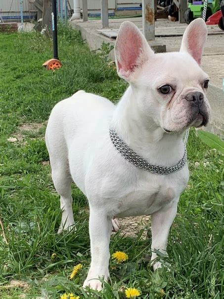 Продаётся взрослая девочка французского бульдога Окрас Платина несет голубой подал какао и
