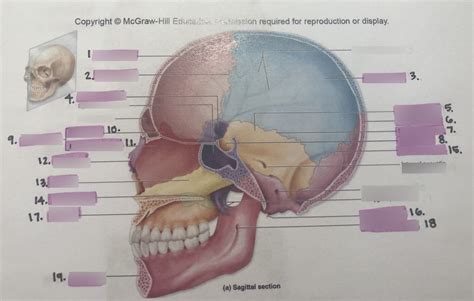 Biol 217 Skeletal Diagrams Sagittal Skull Diagram Quizlet