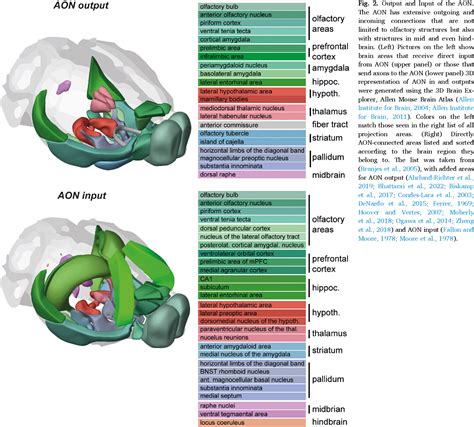 Figure 2 From The Anterior Olfactory Nucleus Revisited An Emerging