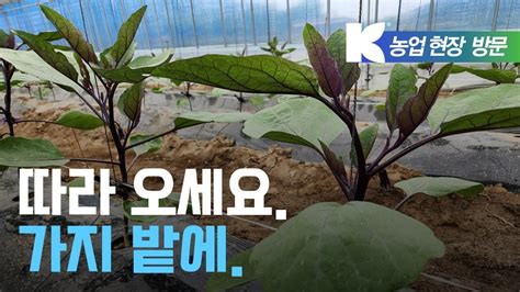 가지 농사가 이렇게 변할 수 있구나 청고병 막는방법 어떻게 토양을 교체하는지 직접 가보기로 했습니다 클라스만 데일만